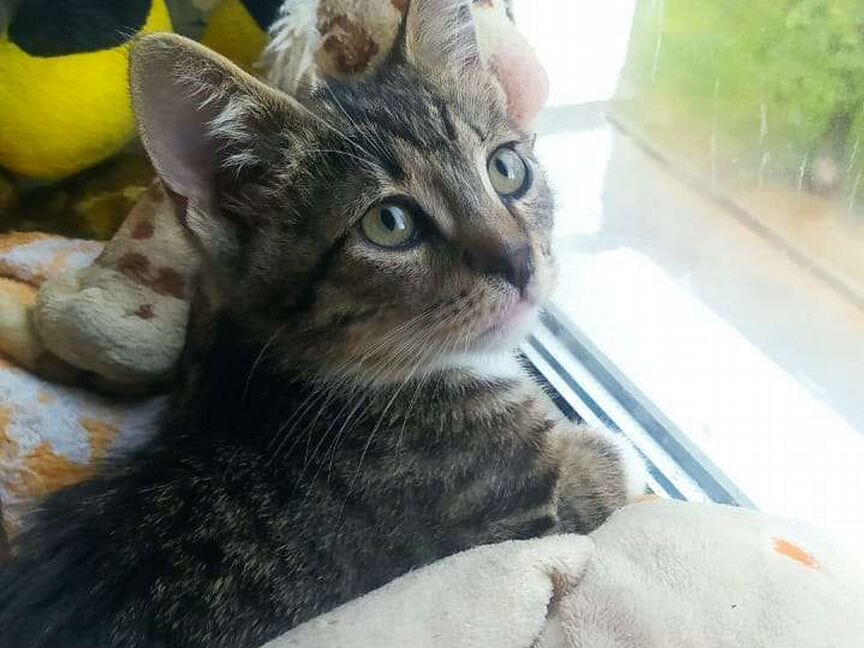 Котенок