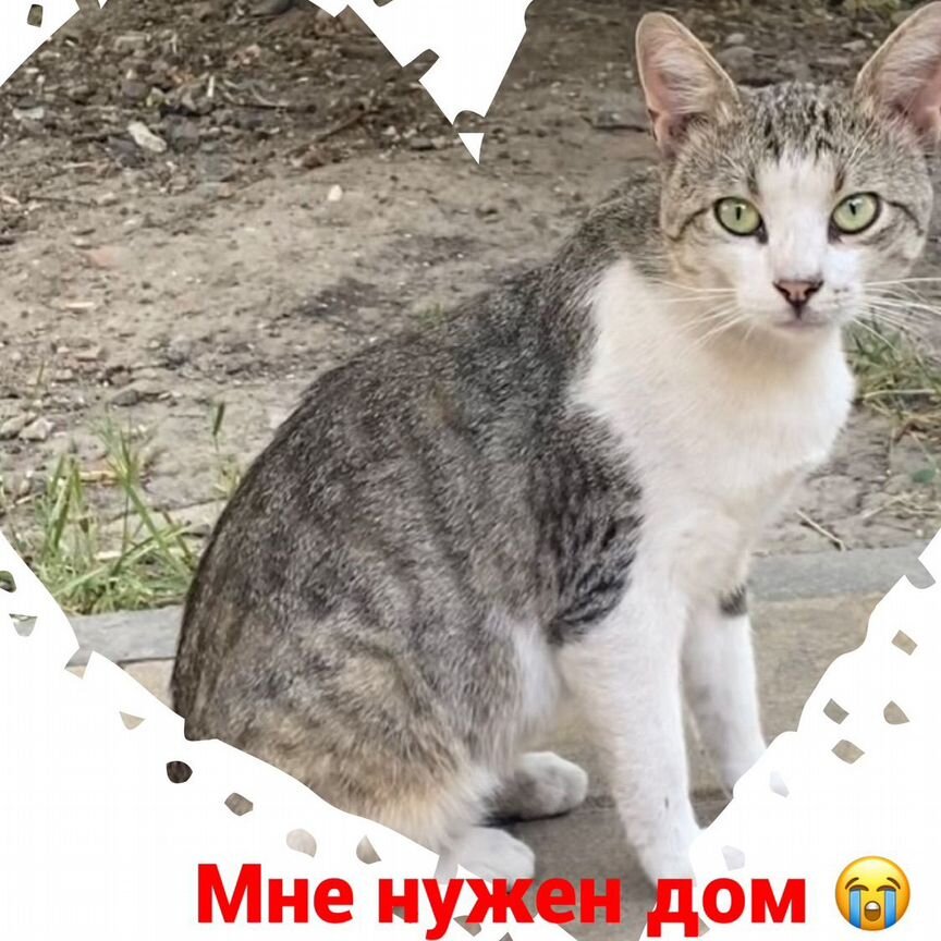 Кошечка в опасности. Ей нужен дом