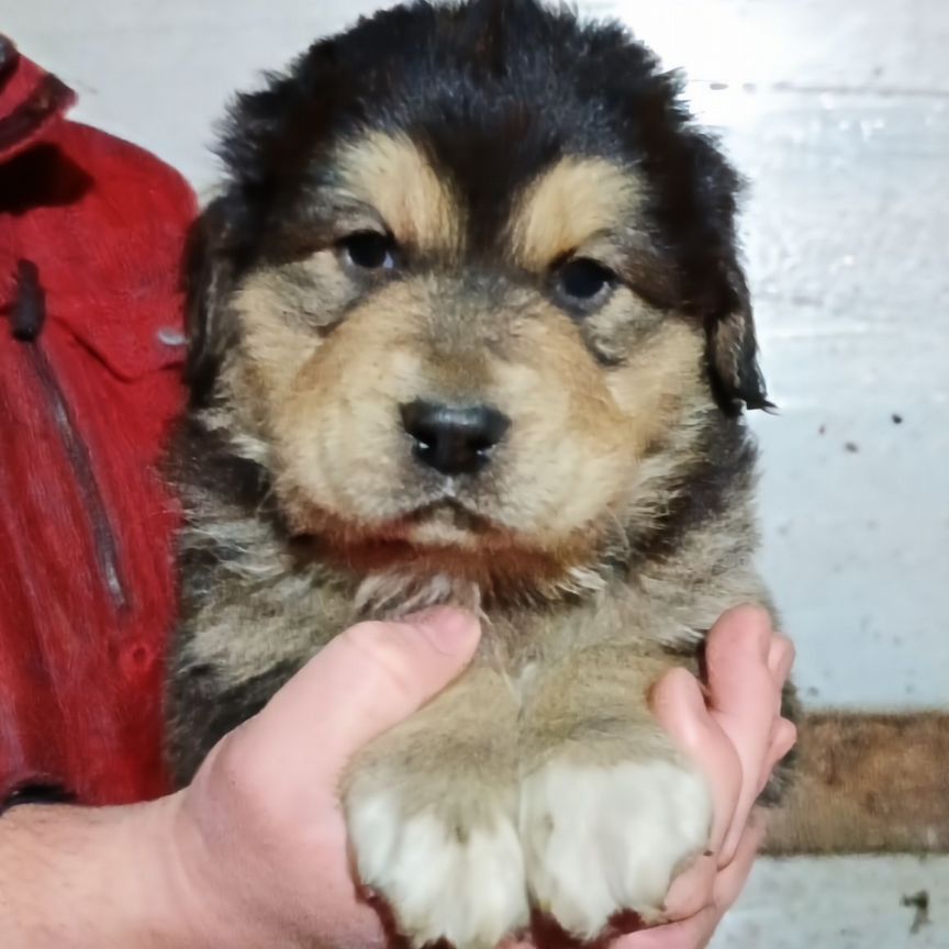 Бурят-монгольский волкодав, щенок