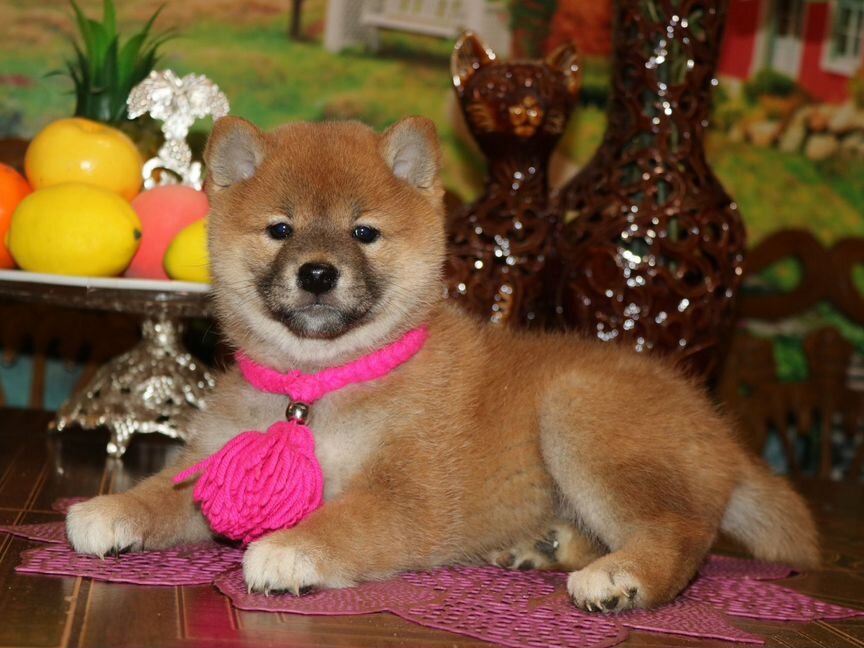 Сиба малышка