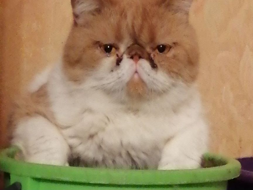 Отдам даром кота