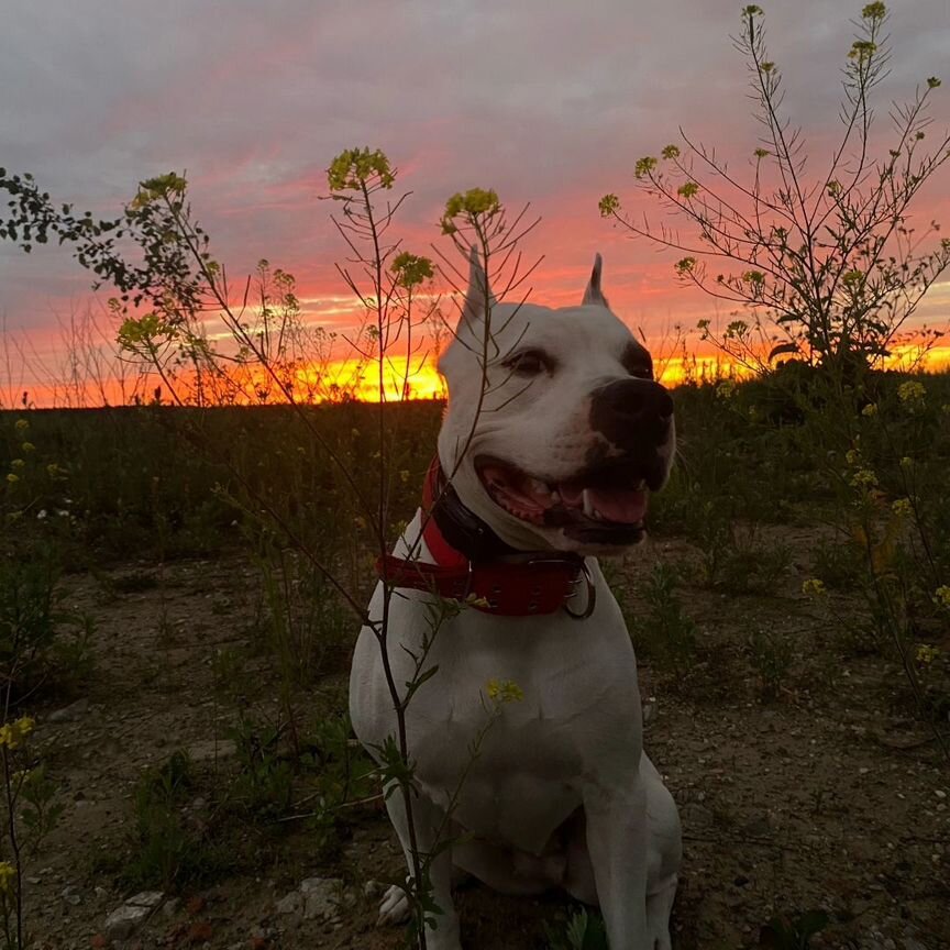 Стаффордширский терьер в добрые руки