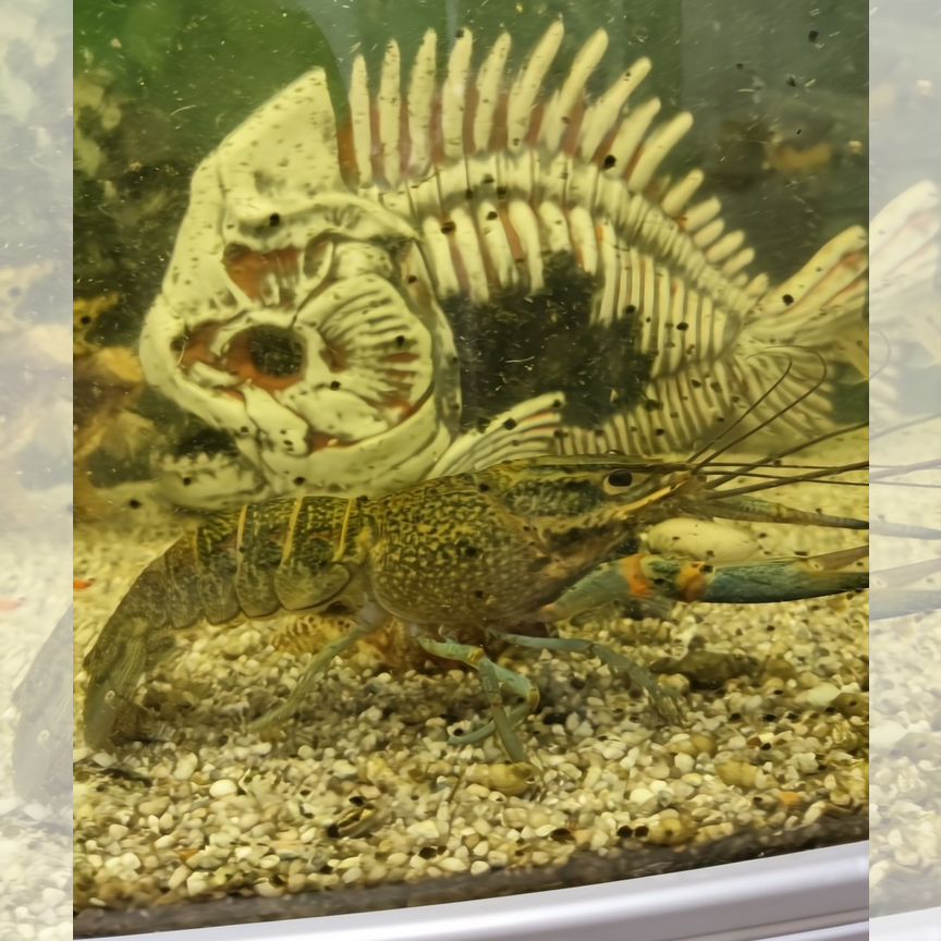 Австралийский рак