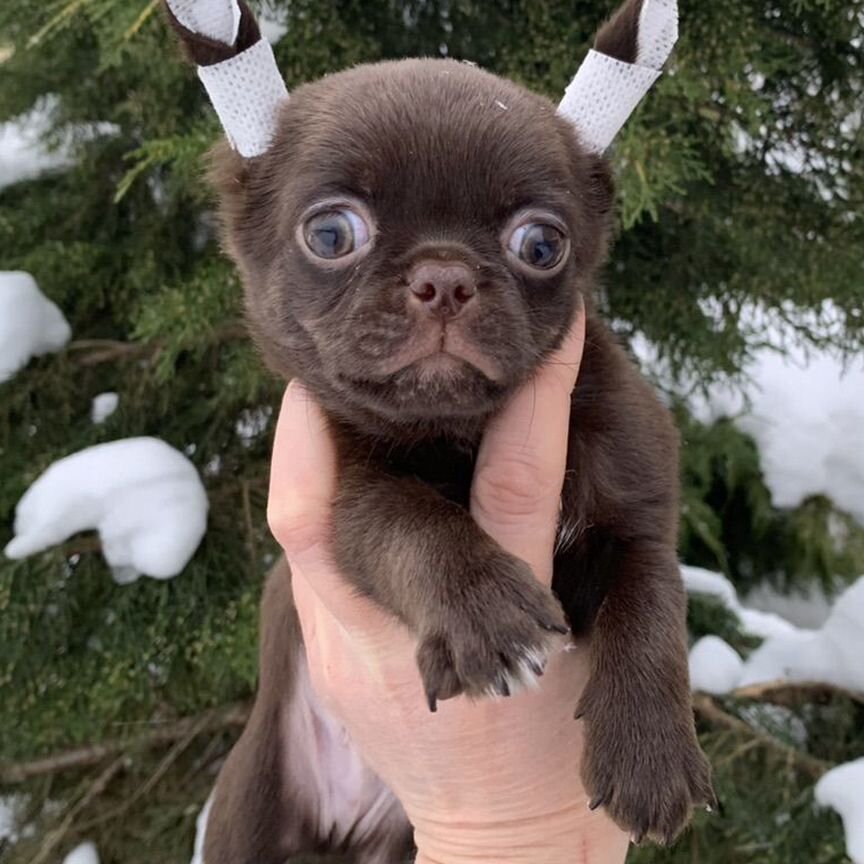 Чихуахуа, щенок