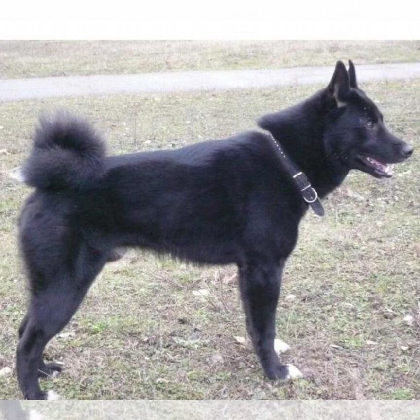 Лайка восточно-европейская