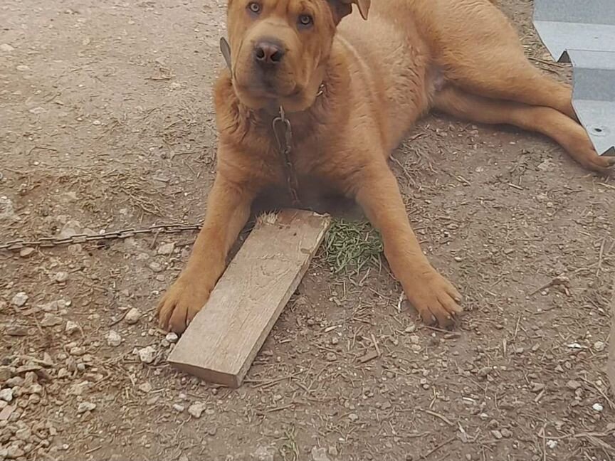 Собака в добрые руки