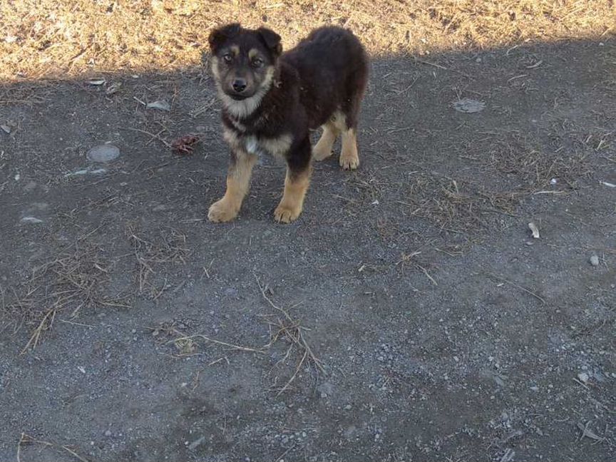 Отдам щенков в добрые руки