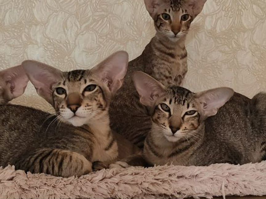 Ориентальные котята в шикарном типе