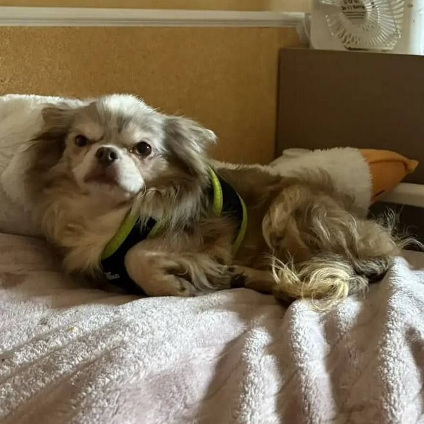 Чихуахуа, взрослый пёс