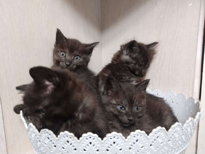 Кошки в добрые руки бесплатно
