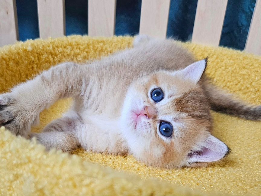 Золотая красавица