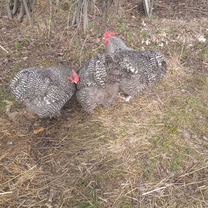 Мехеленские петушки