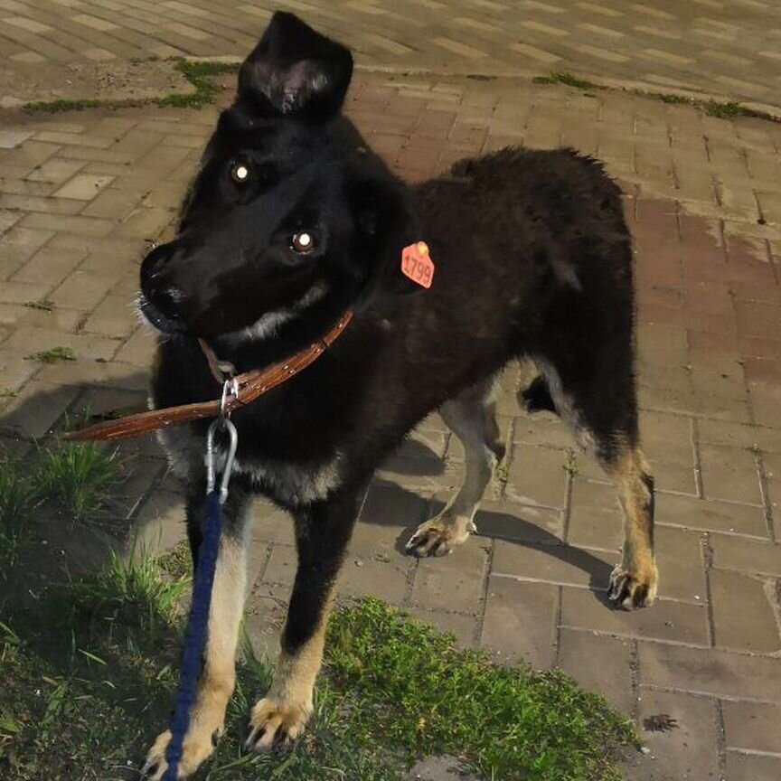 Дина