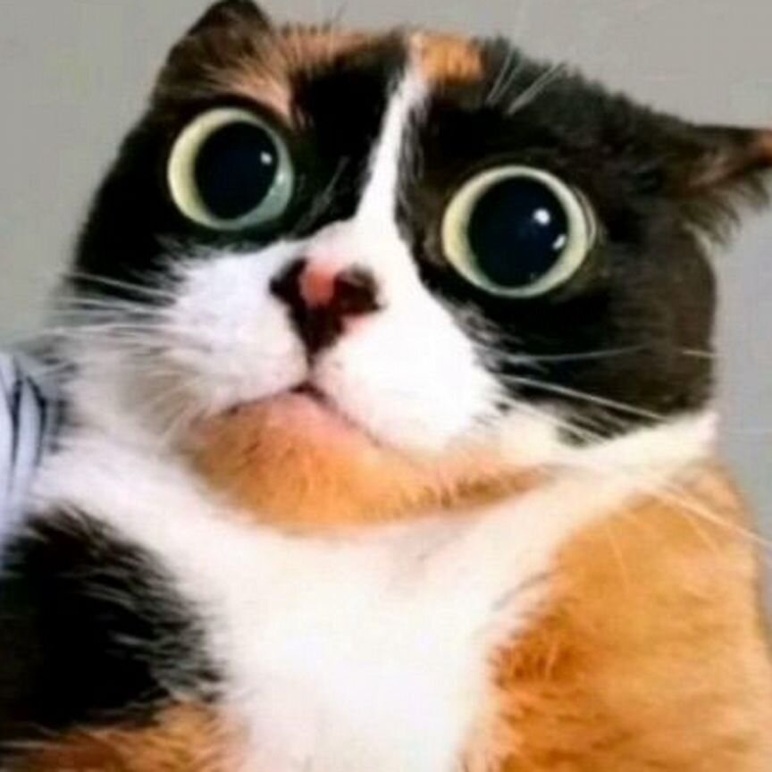 Котёнок от частного владельца