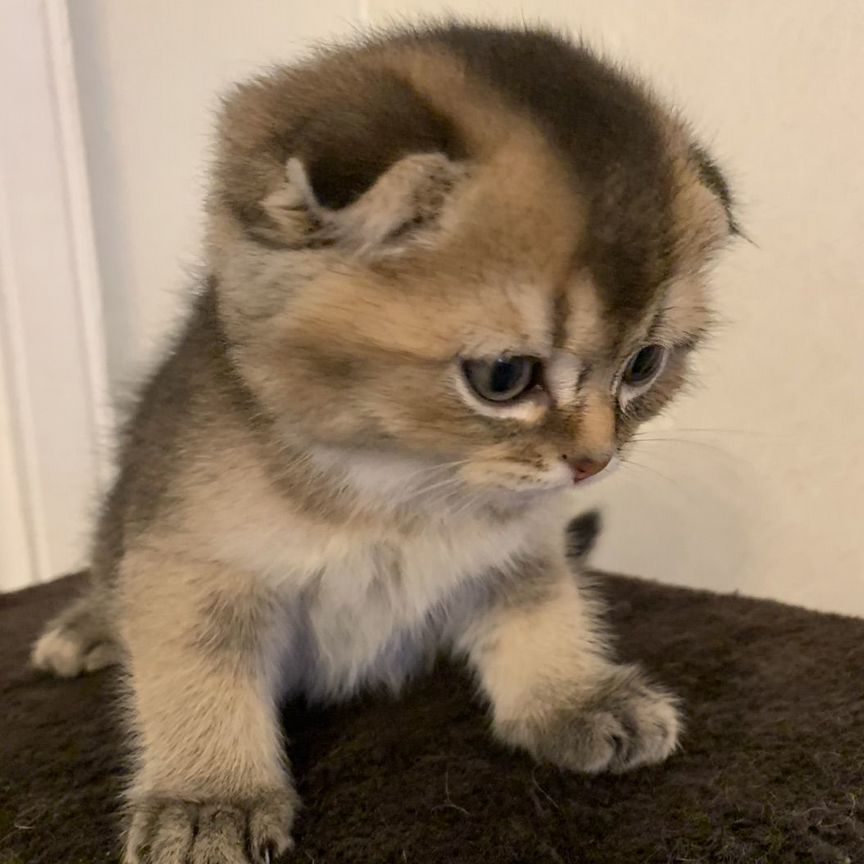 Котята шотландцы