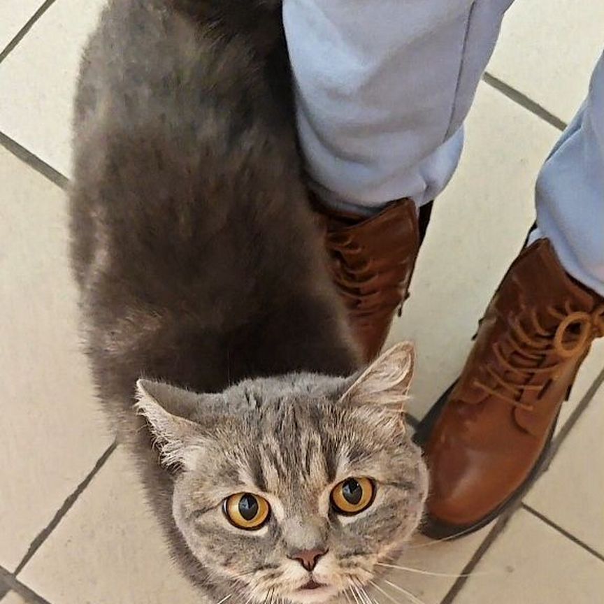 Шотландская прямоухая короткошёрстная, взрослая кошка