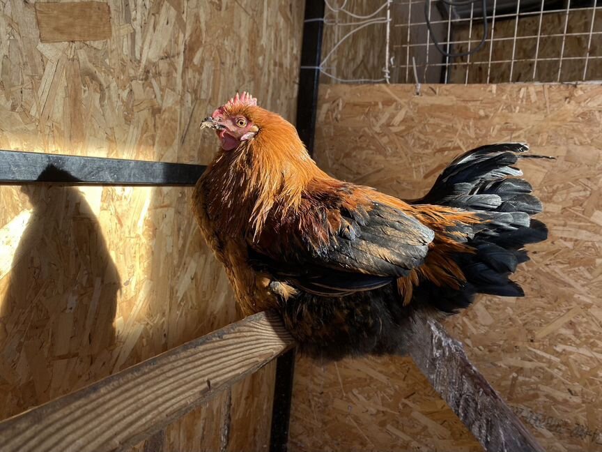 Петух Кучинский 8 месяцев