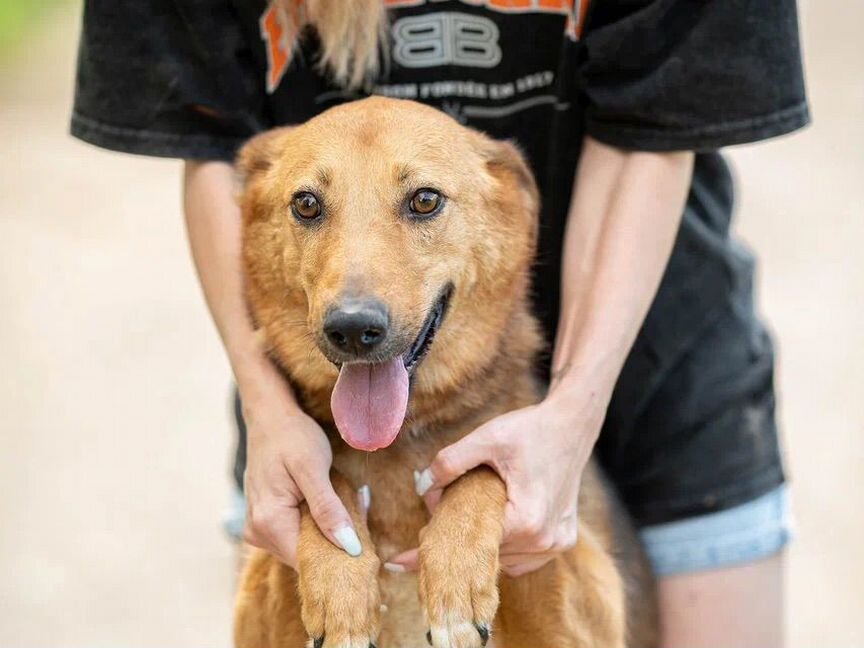 Собака в добрые руки