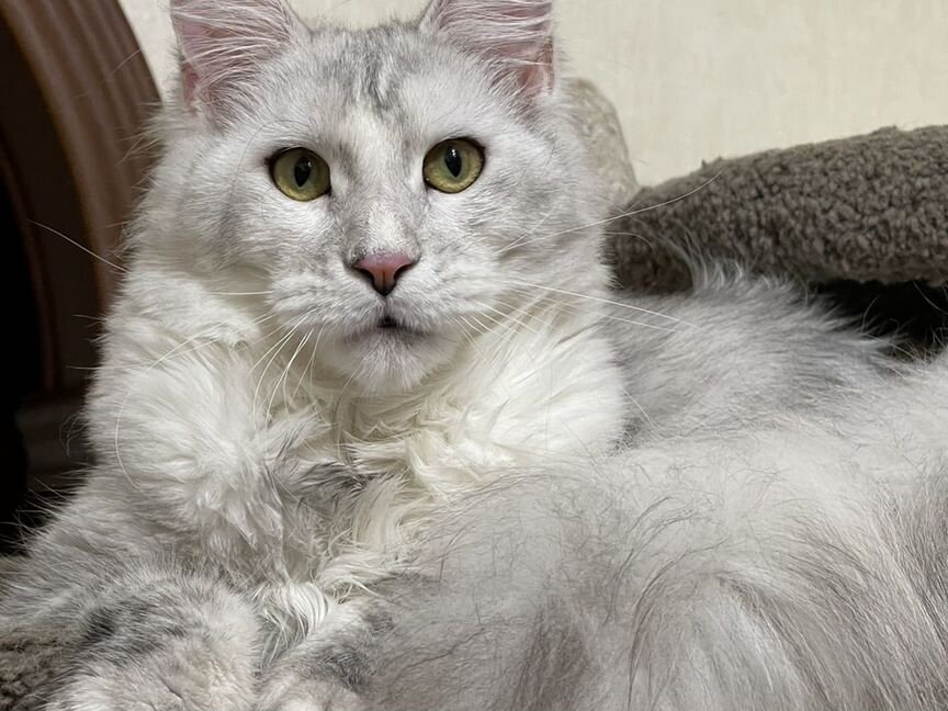 Котенок Мейн-кун серебро
