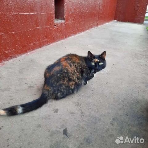 Кошка в дар бесплатно