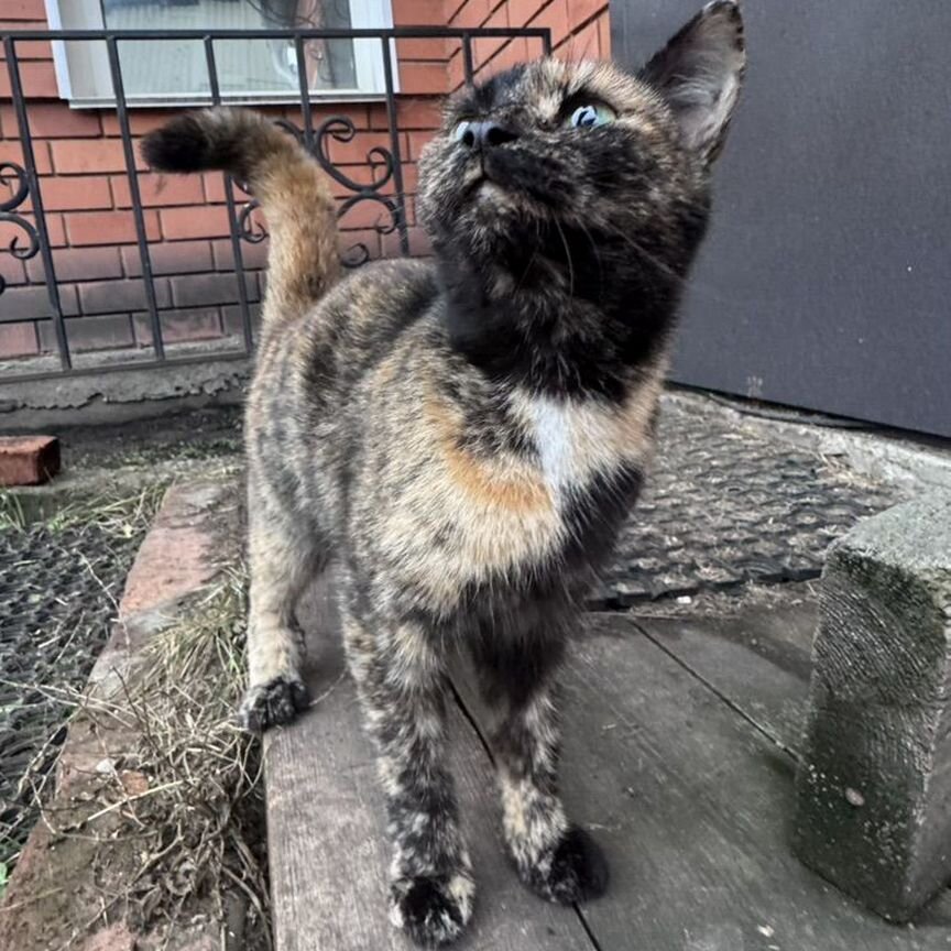 Взрослая кошка в добрые руки