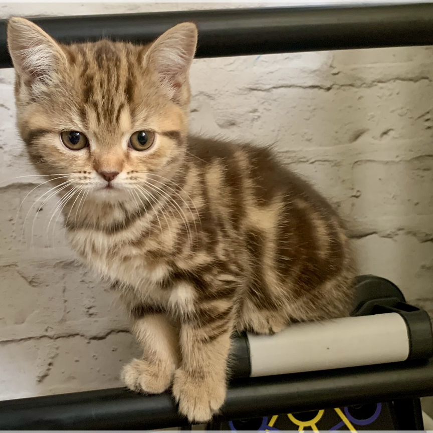 Шотландская девочка Скоттиш-страйт