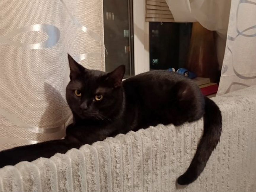Отдам кота в добрые руки