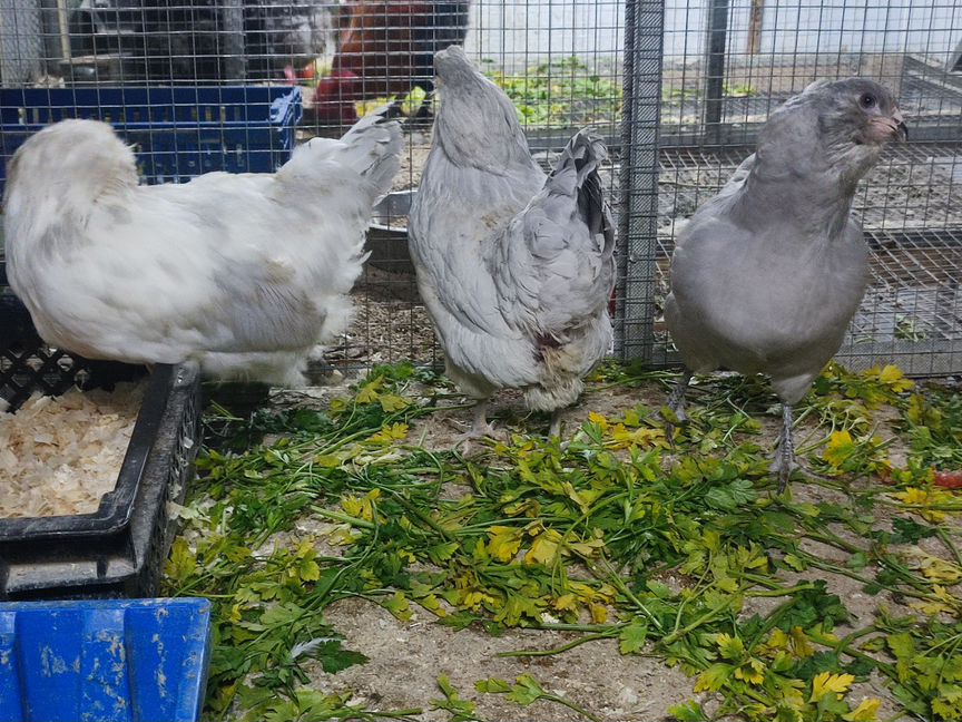 Семья амераукана лаванда