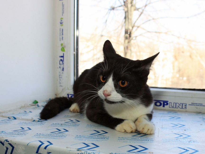 Кот Маркиз