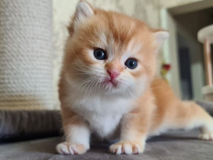 Британская шиншилла