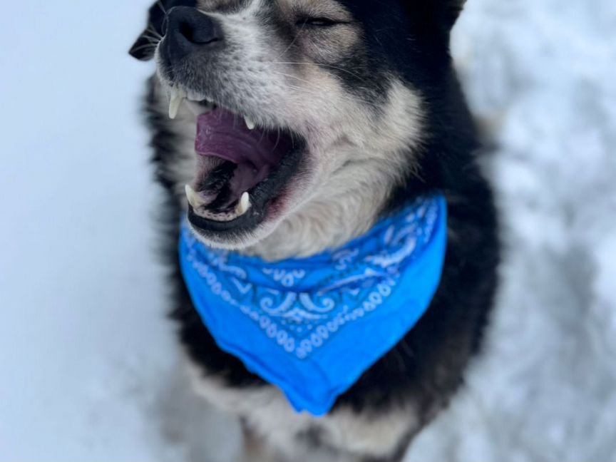 Флинт собака из приюта Некрасовка