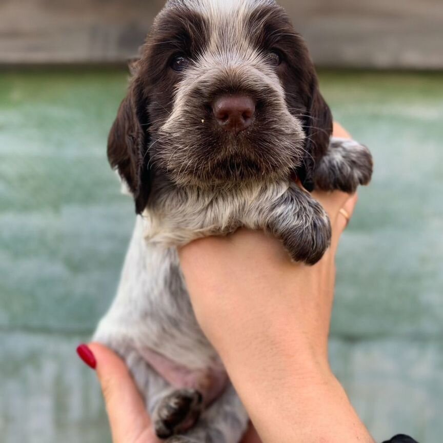 Русский спаниель, вязка щенки