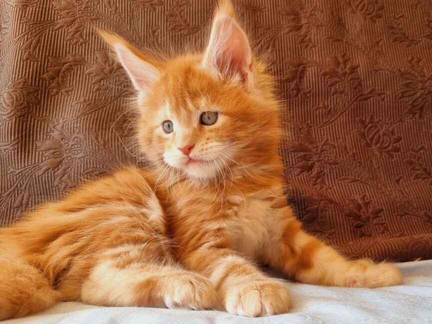 Котик мейн кун, дорого