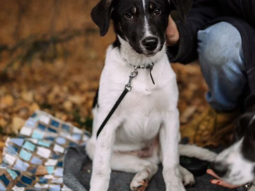 Бим ищет хозяина