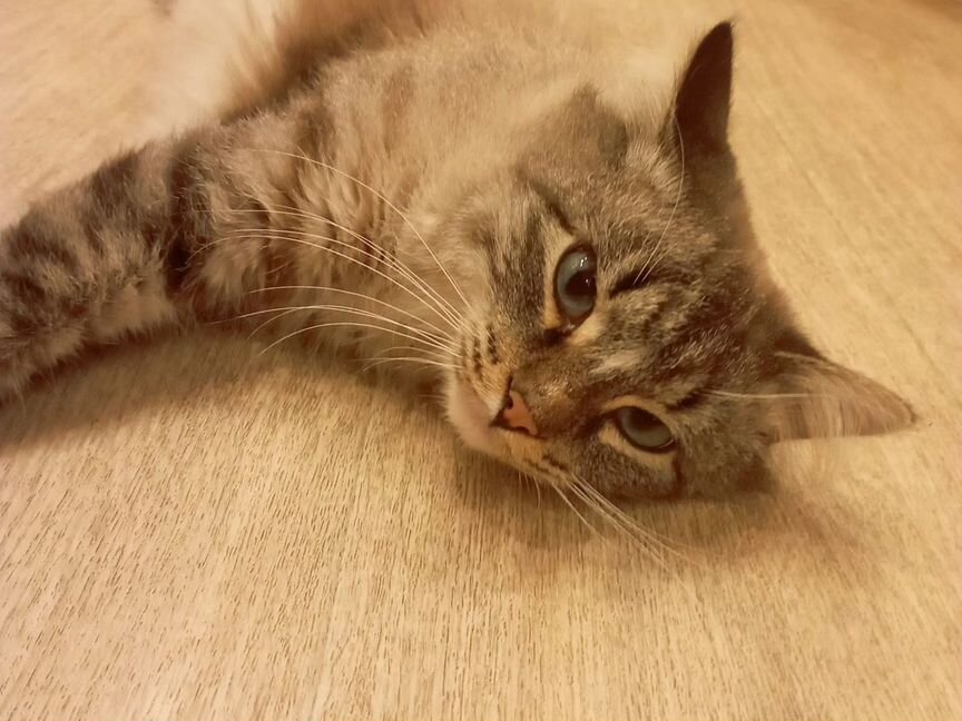 Шикарный котик в самые добрые руки