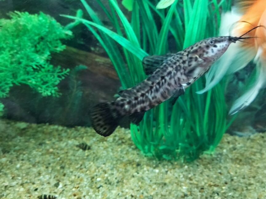 Сом таракатум