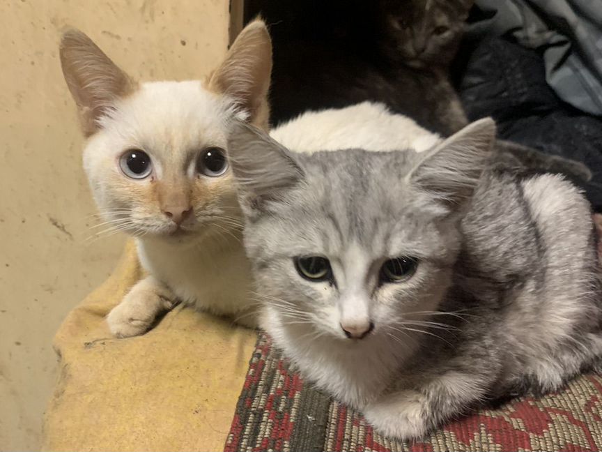Котята в добрые руки бесплатно