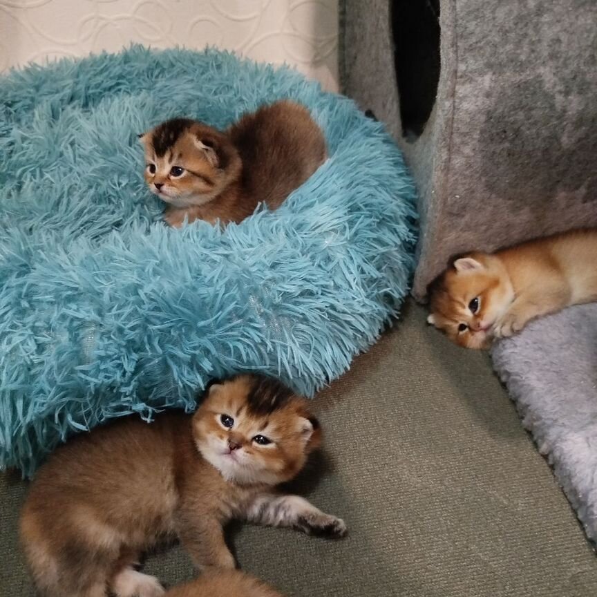 Шотландские котята