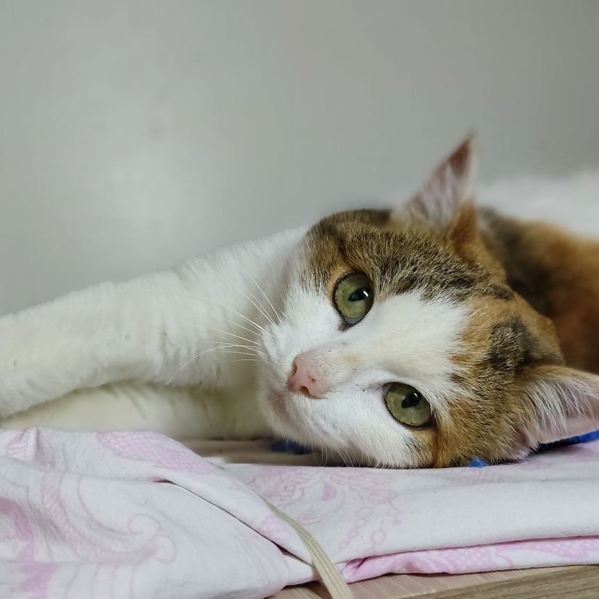 Кошка
