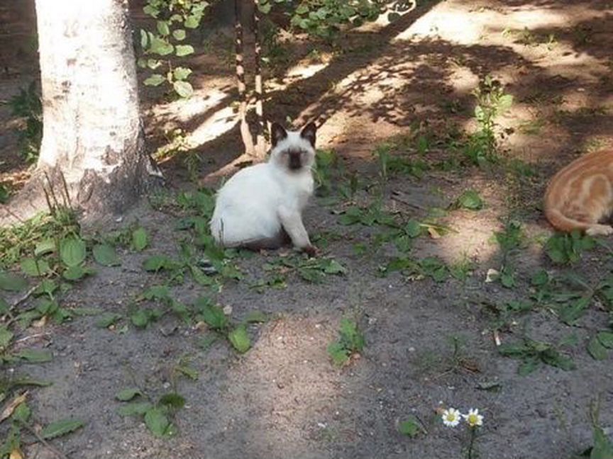 Отдам котенка в добрые руки