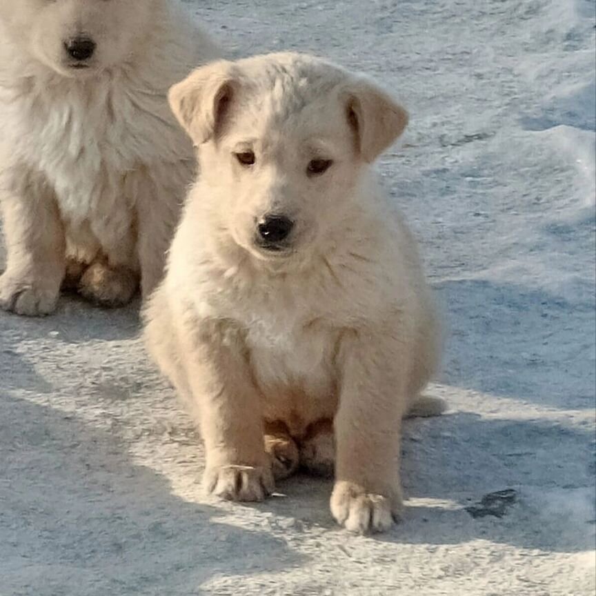 Добрые руки