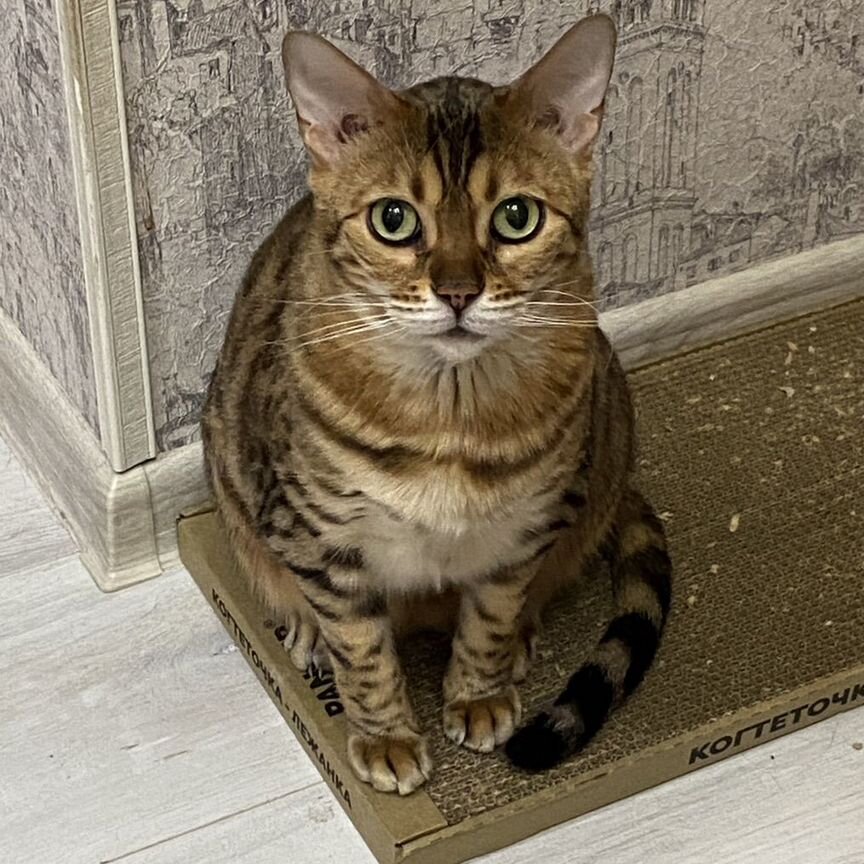Отдам бенгальскую кошку
