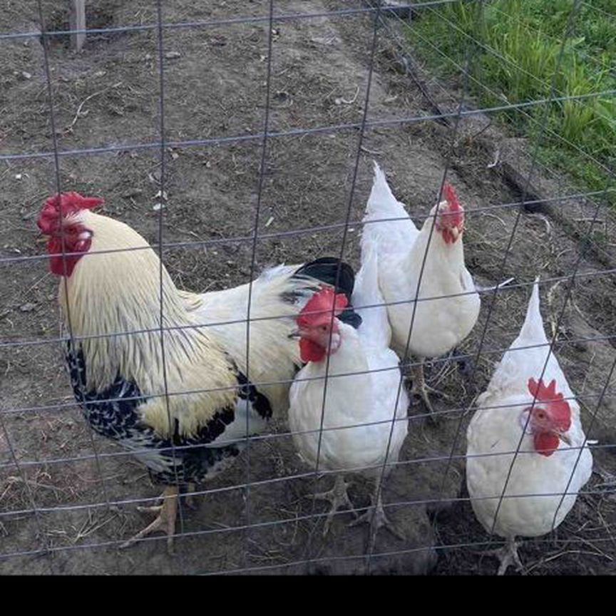 Отдам петуха