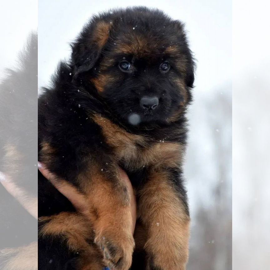 Немецкая овчарка, щенок