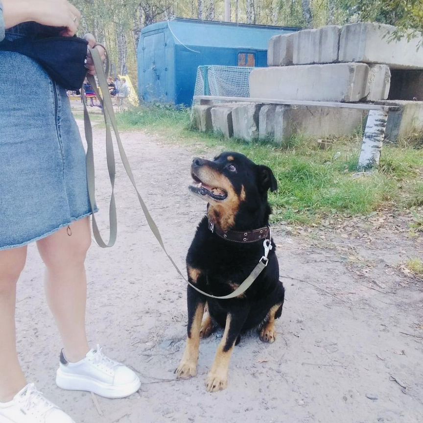 Собака в добрые руки