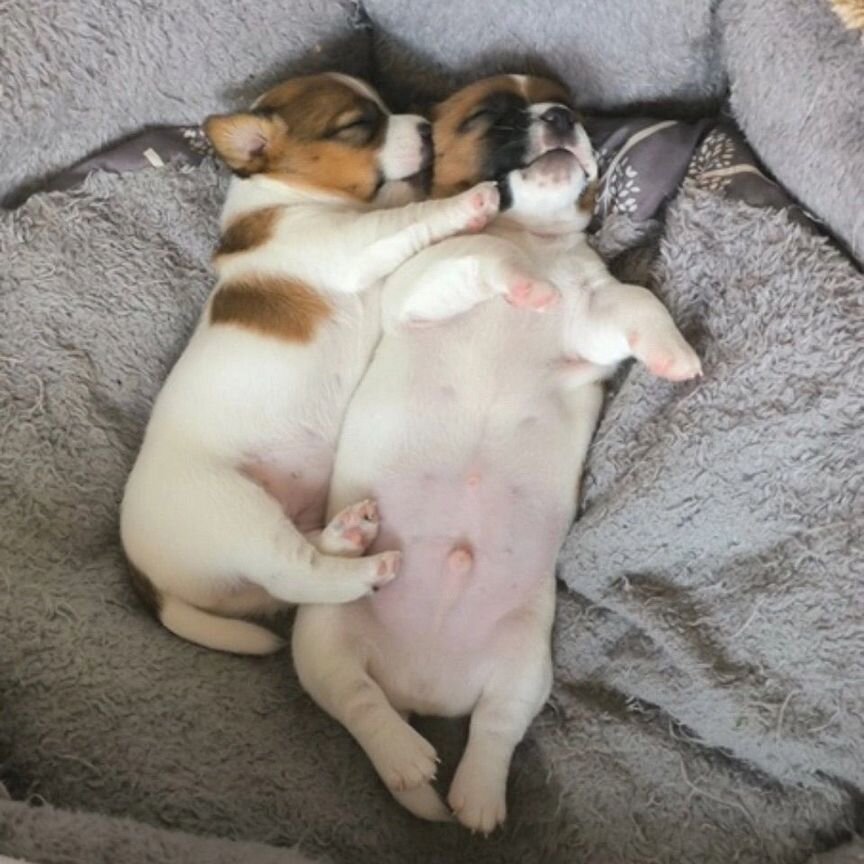 Щенки Джек рассел терьер