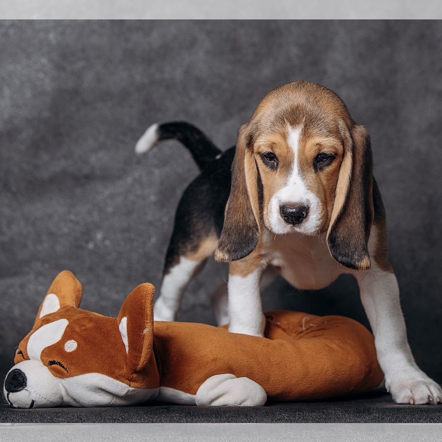 Бигль, щенок