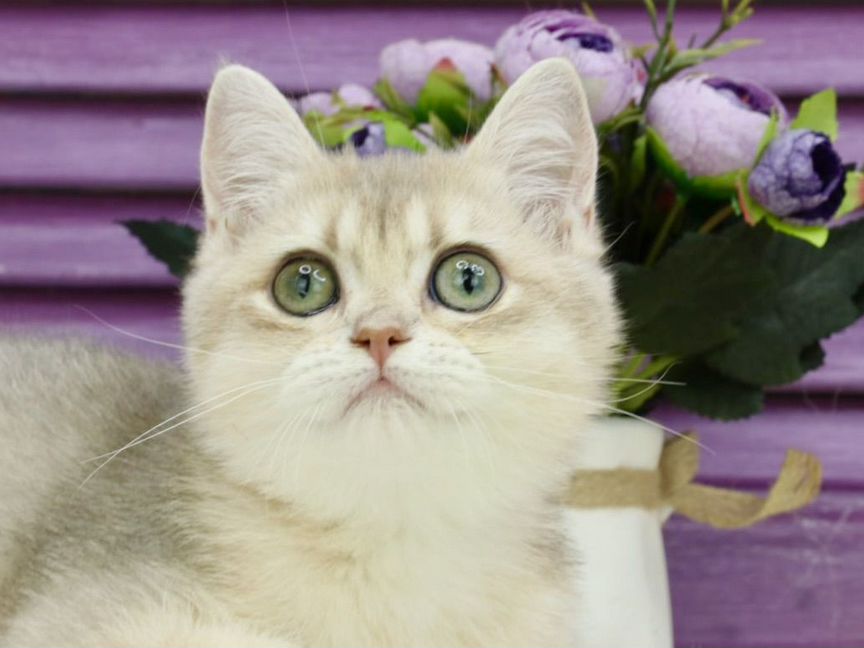 Британская кошка голубое золото ау11 зеленые глаза