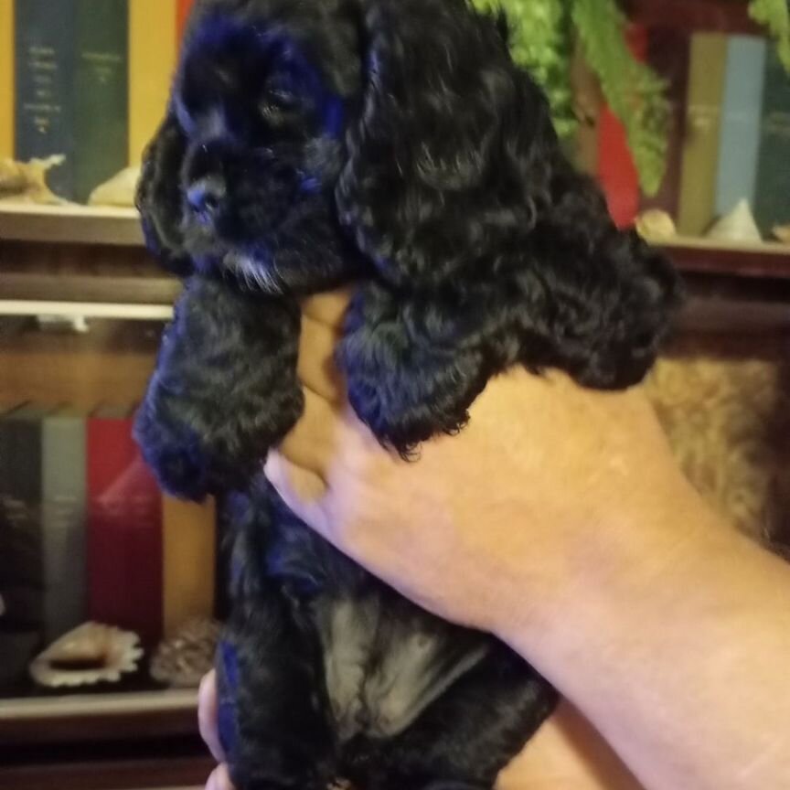 Амер кокер щенки