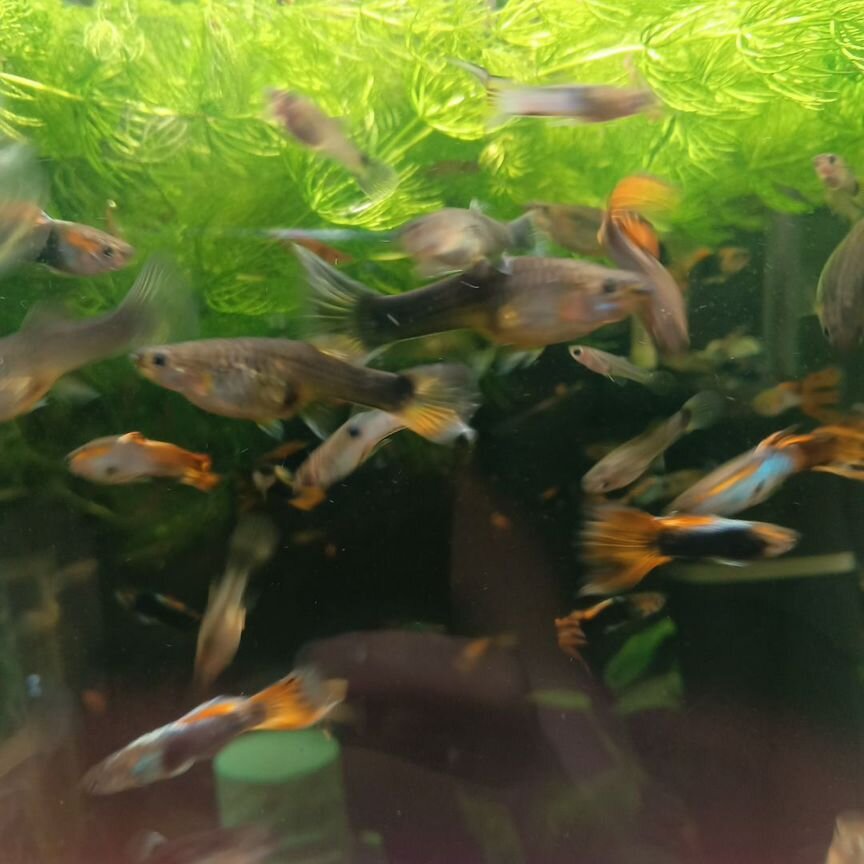 Аквариумные рыбки